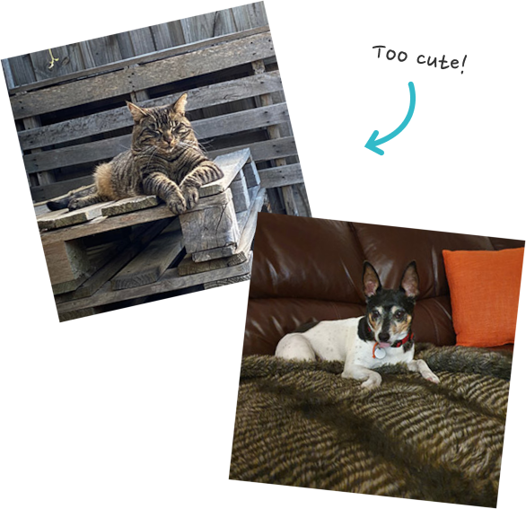 VetChat - chat with a vet online