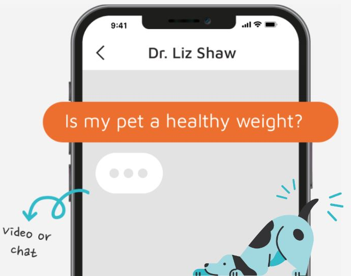 VetChat - chat with a vet online