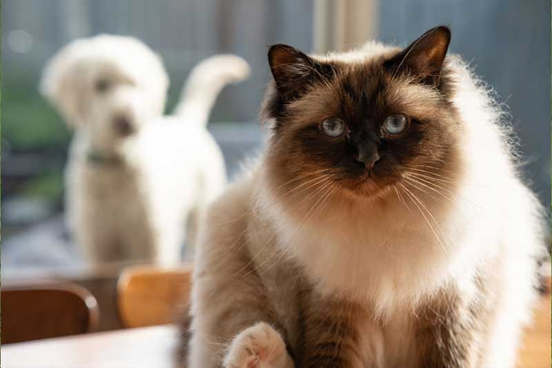 VetChat - Chat with a Vet Online 24/7 - Speak to a Vet Now