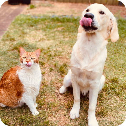 VetChat - Chat with a Vet Online 24/7 - Speak to a Vet Now