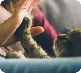 VetChat - Chat with a Vet Online 24/7 - Speak to a Vet Now