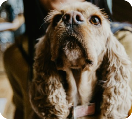 VetChat - Chat with a Vet Online 24/7 - Speak to a Vet Now