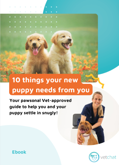 VetChat - Chat with a Vet Online 24/7 - Speak to a Vet Now