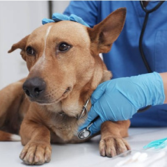 VetChat - Chat with a Vet Online 24/7 - Speak to a Vet Now